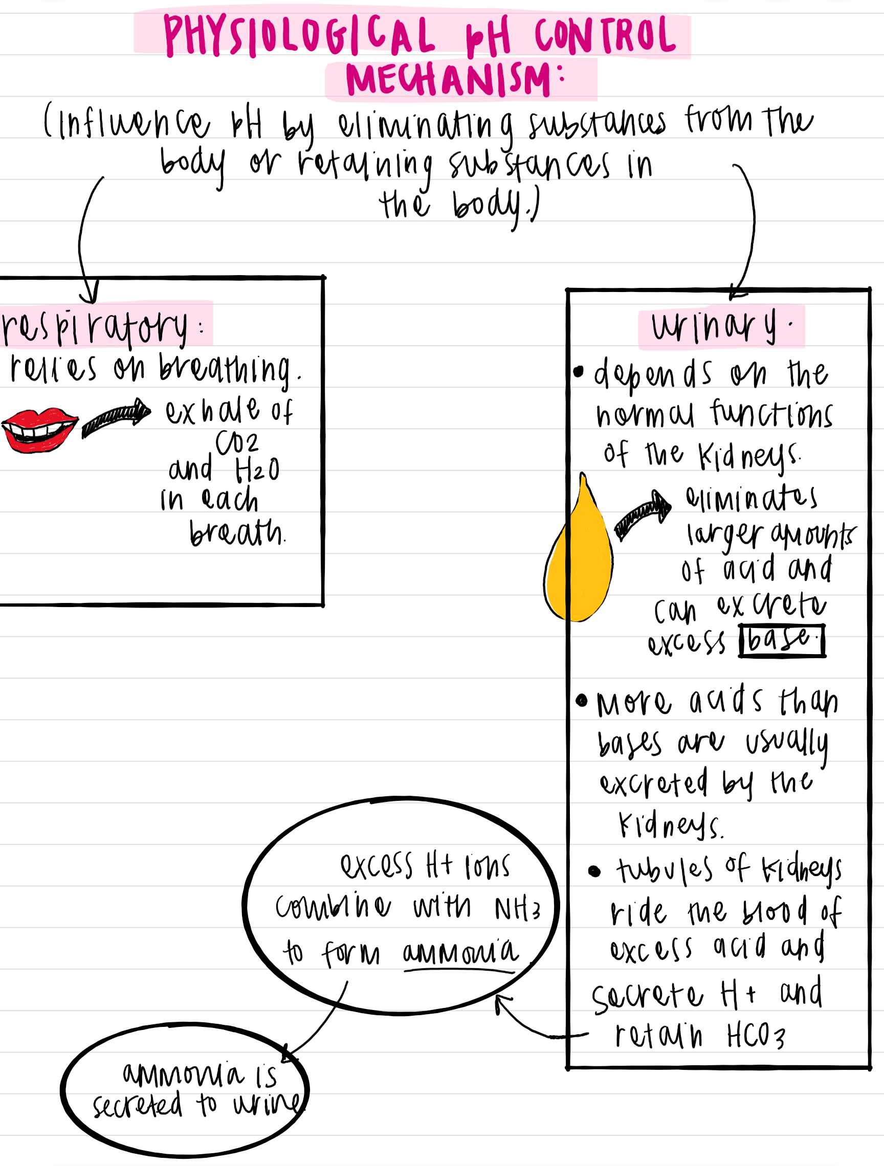 Notes – Learn Me LPN